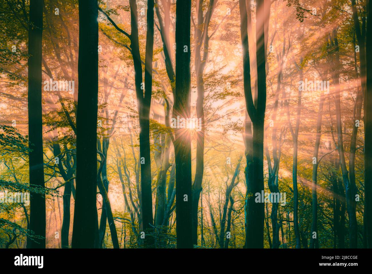 Light haze or morning fog. Sun shines through the trees in a forest ...