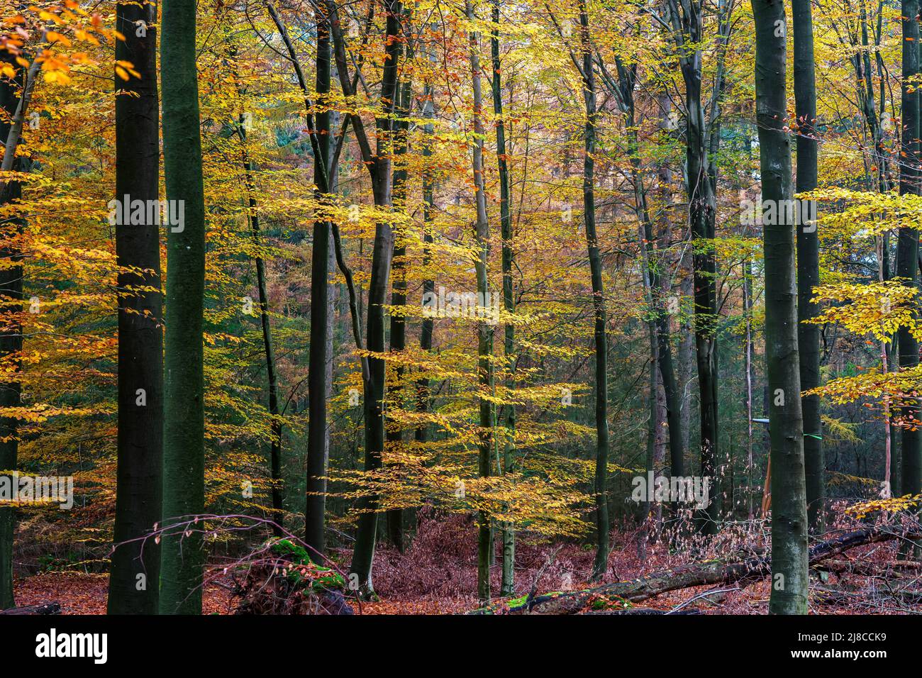 Temperate, deciduous forest with common beeches (Fagus sylvatica) in ...