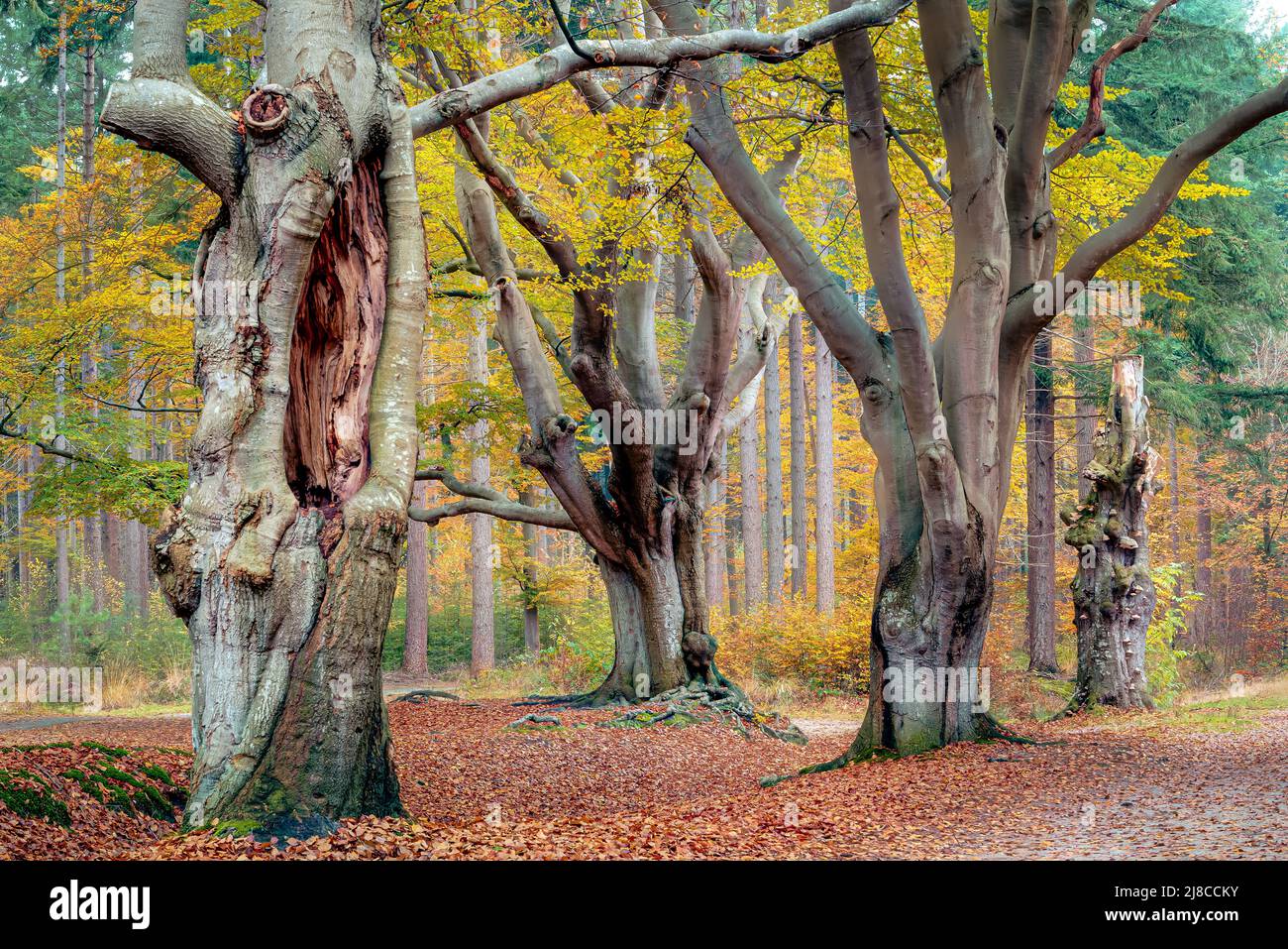 Big old brown beech trees with hanging branches above a walking trail ...