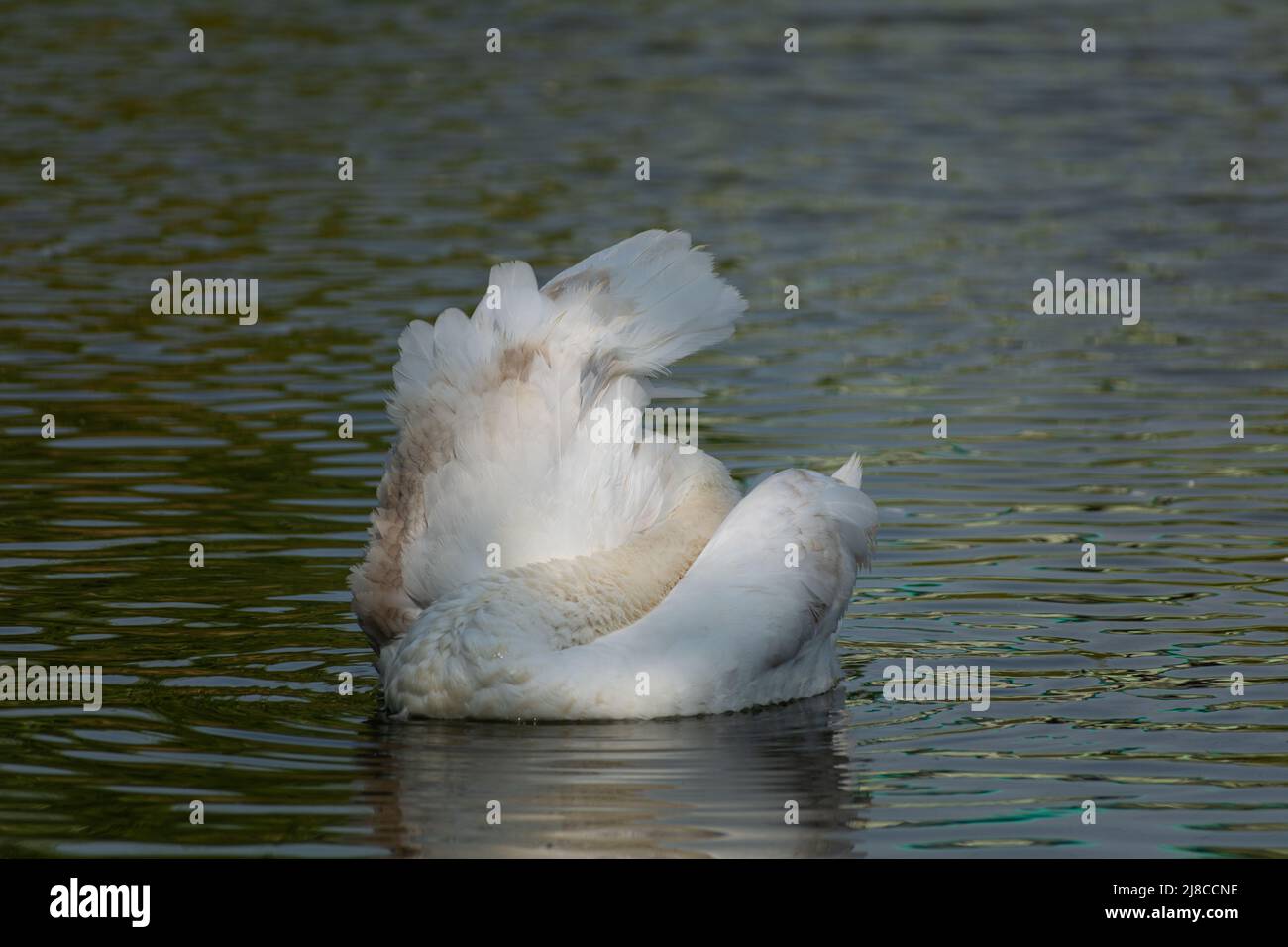 Young Mute Swan Cygnet cleans its wings. Swan mute in a bizarre form ...