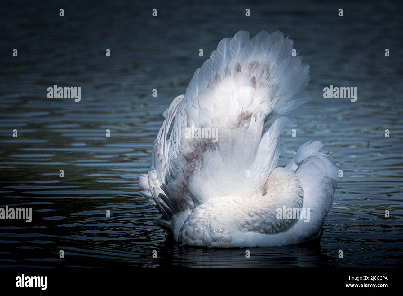 Young Mute Swan Cygnet cleans its wings. Swan mute in a bizarre form ...