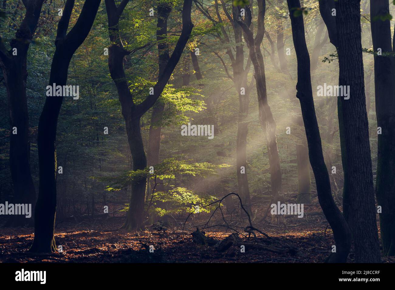 Light haze or morning fog. Sun shines through the trees in a forest ...