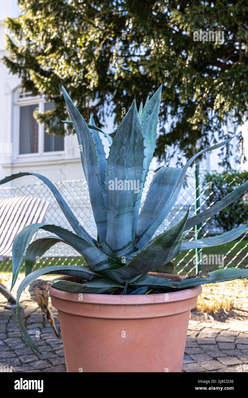 Large agave plant in a pot outside on a blurred background Stock Photo ...
