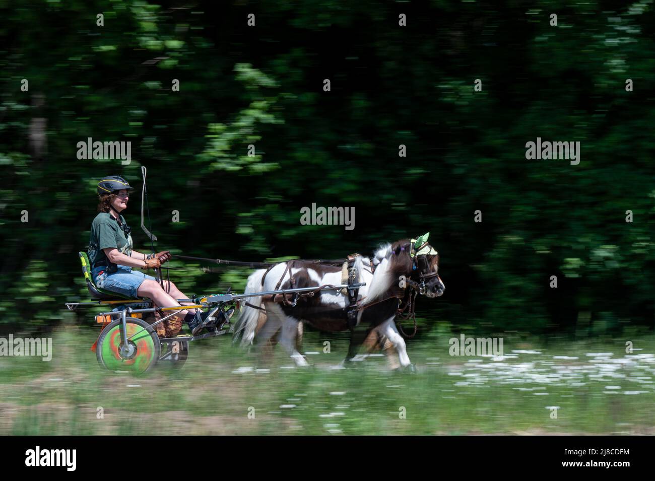 Fat ponies hi-res stock photography and images - Alamy