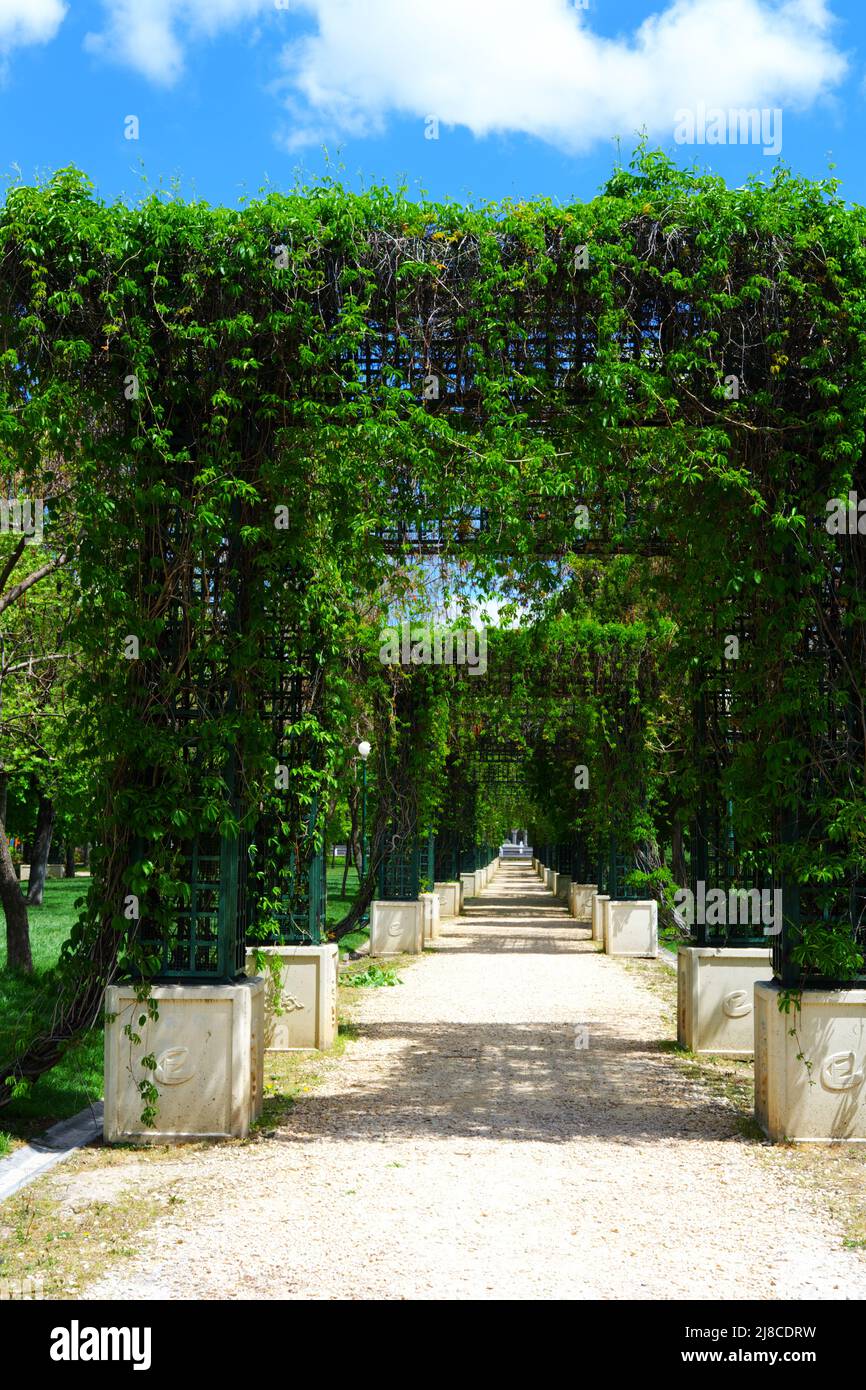 Vertical plants near walking path in a beautiful garden Stock Photo - Alamy