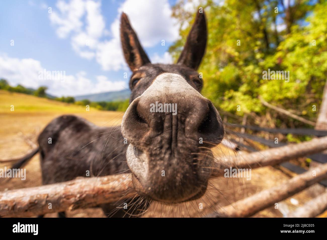 Pretty young donkey hi-res stock photography and images - Alamy