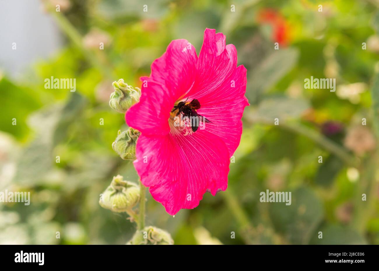 Close-up detail of a purple hollyhocks alcea rosea flower petals and ...