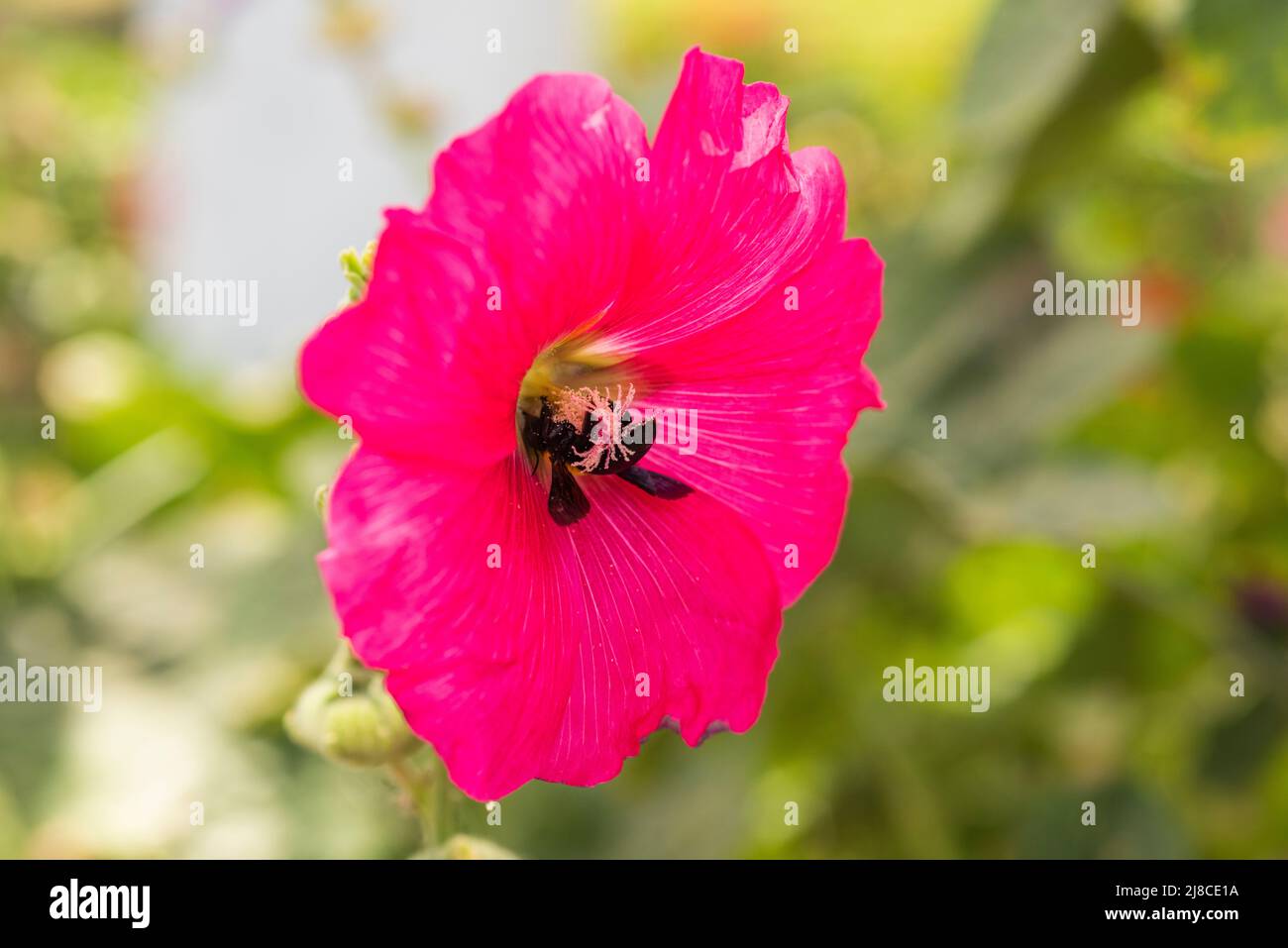 Close-up detail of a purple hollyhocks alcea rosea flower petals and ...