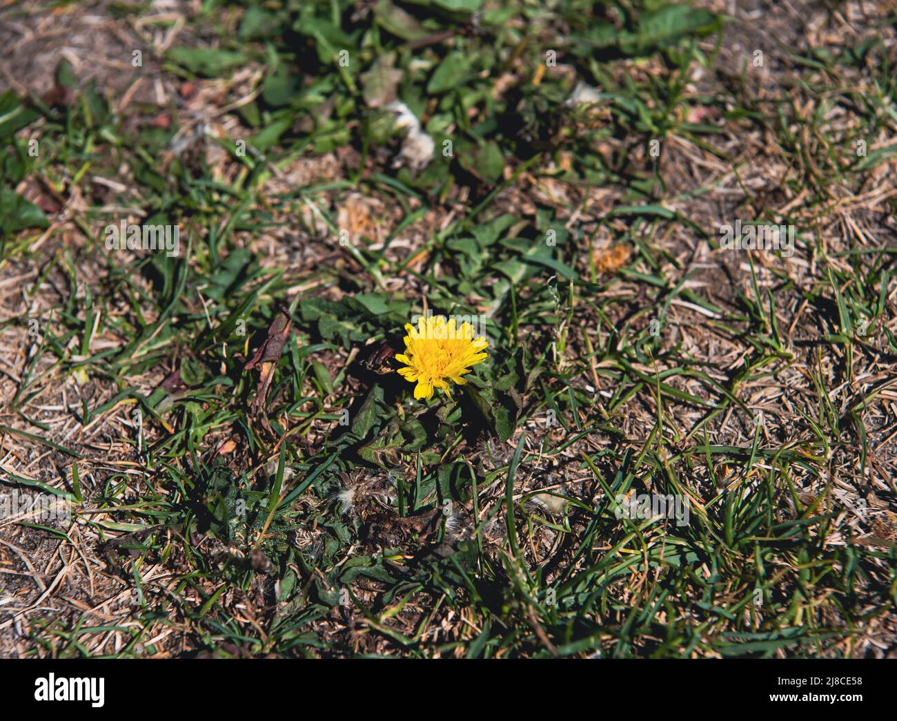 15 May 2022, Berlin: The flower of a dandelion is seen on a parched ...