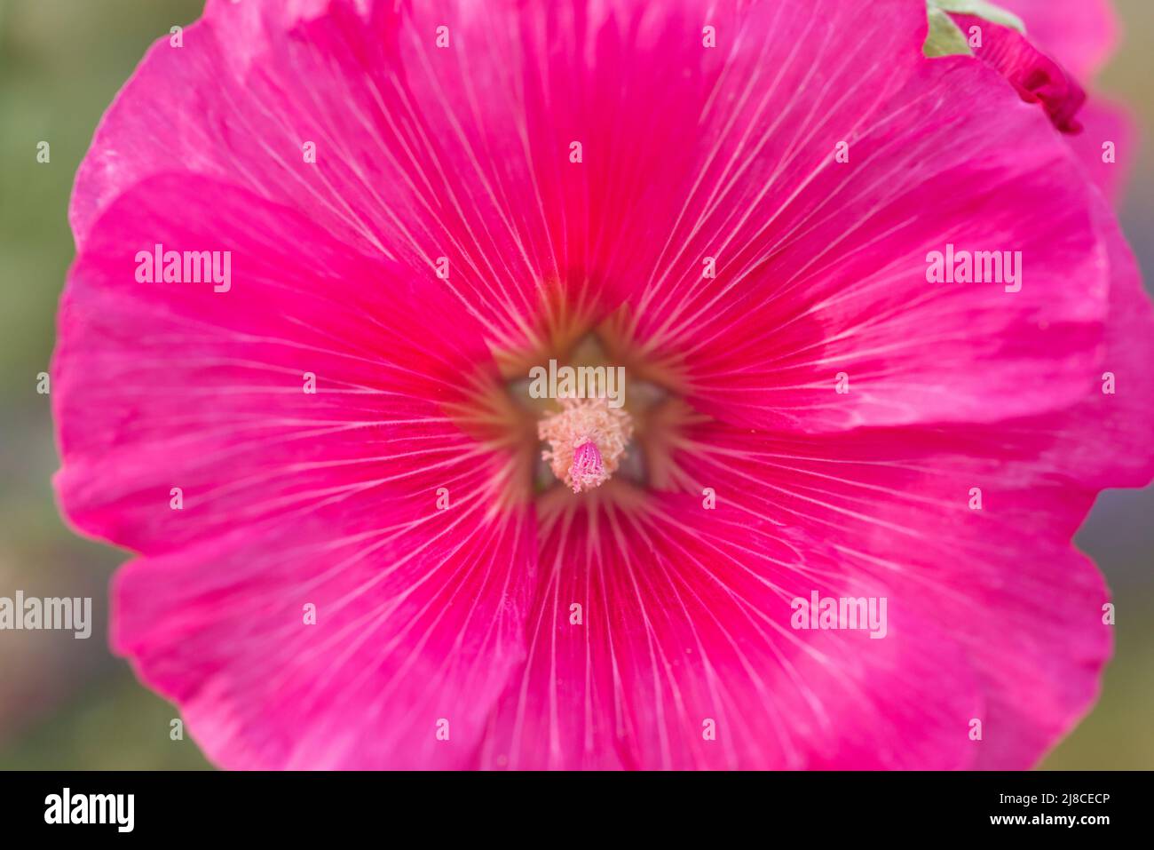 Close-up detail of a purple hollyhocks alcea rosea flower petals and ...