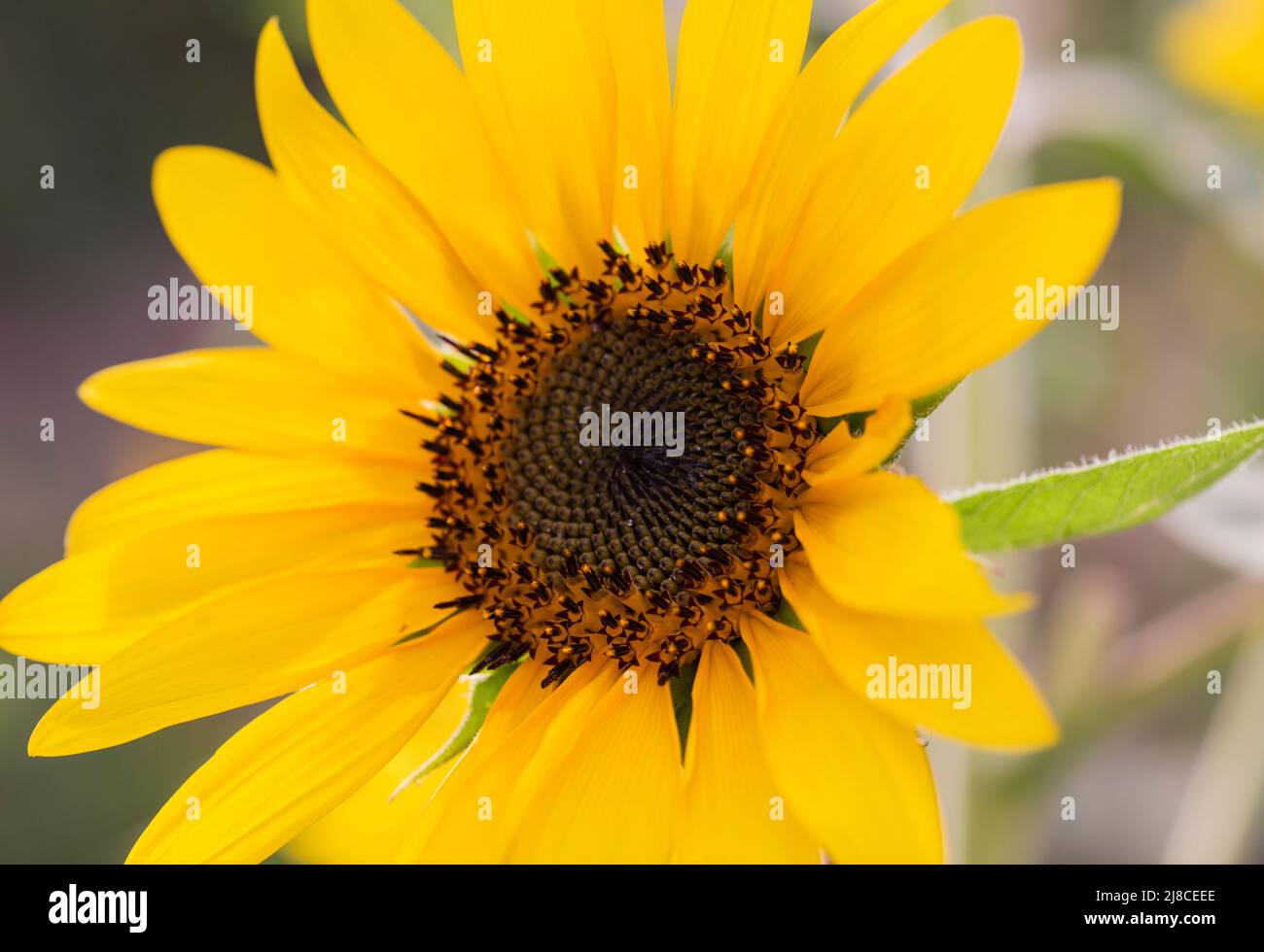 Close-up detail of a yellow sunflower hellanthus annuus with petals and ...