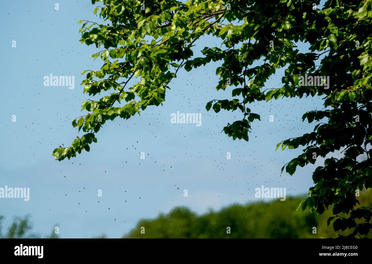 hundreds of hovering flies, midges, gnats in the shade of a beech tree ...