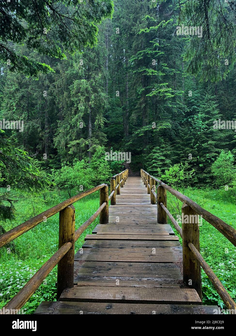 Small wooden bridge to the forest. Nature, forest background Stock ...