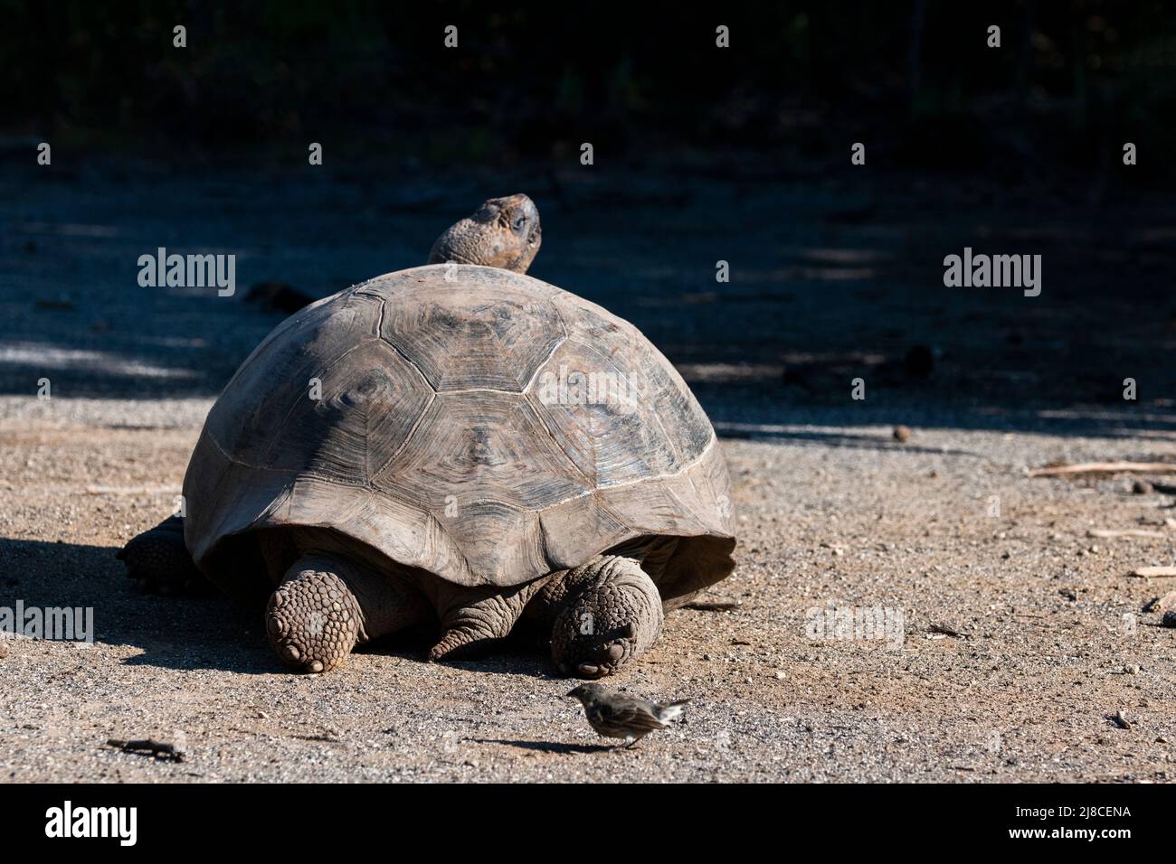 Ecuador, Galapagos, Isabela Island, Urbina Bay. Galapagos giant land ...