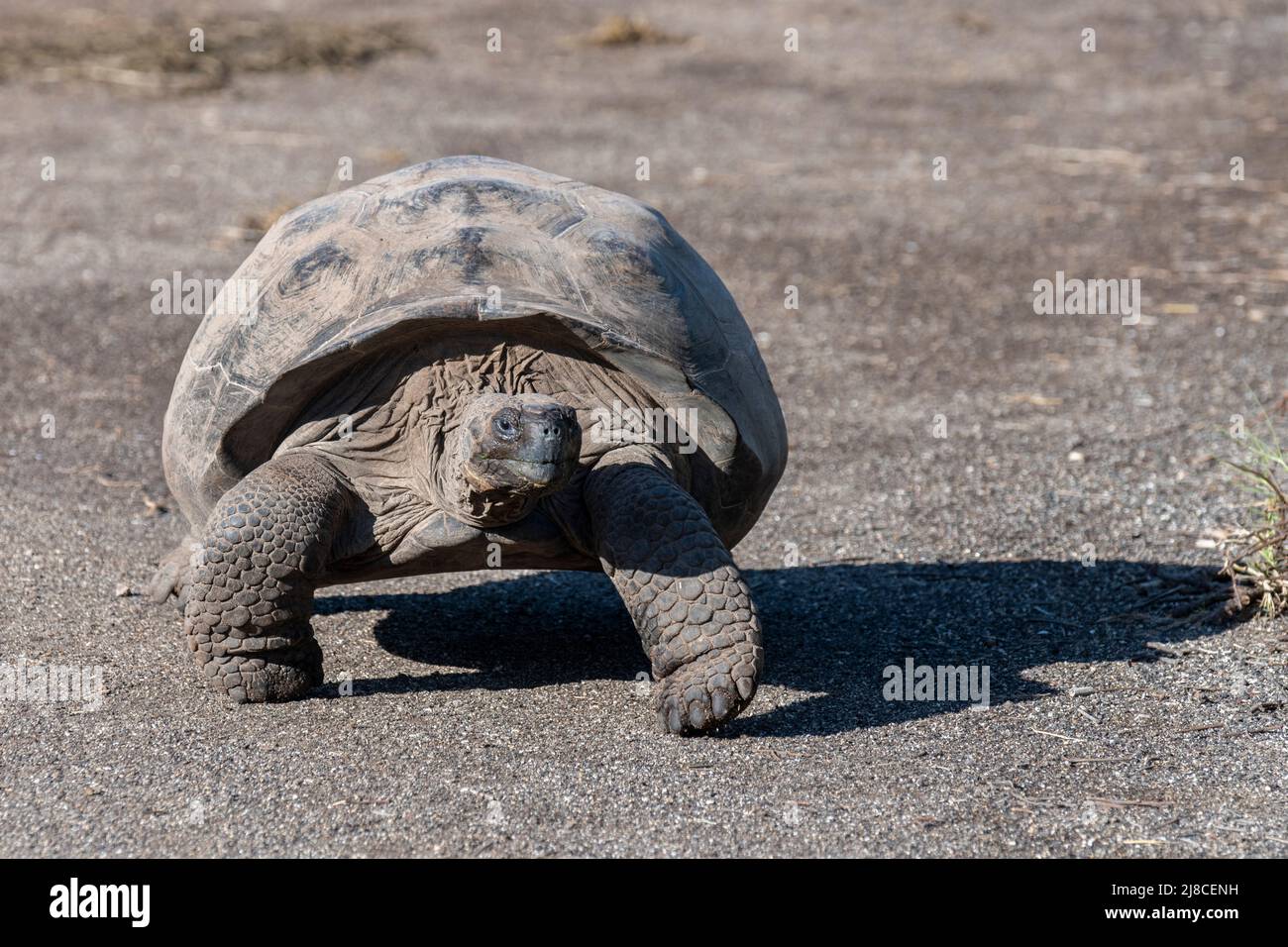 Ecuador, Galapagos, Isabela Island, Urbina Bay. Galapagos giant land ...