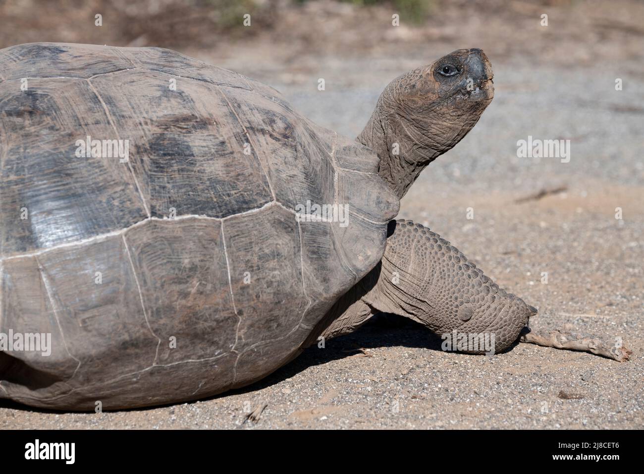 Ecuador, Galapagos, Isabela Island, Urbina Bay. Galapagos giant land ...