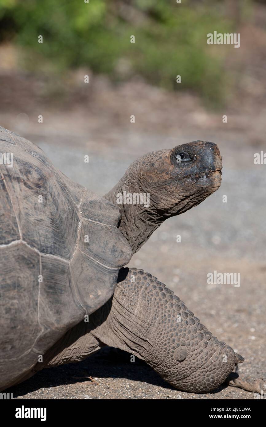 Ecuador, Galapagos, Isabela Island, Urbina Bay. Galapagos giant land ...