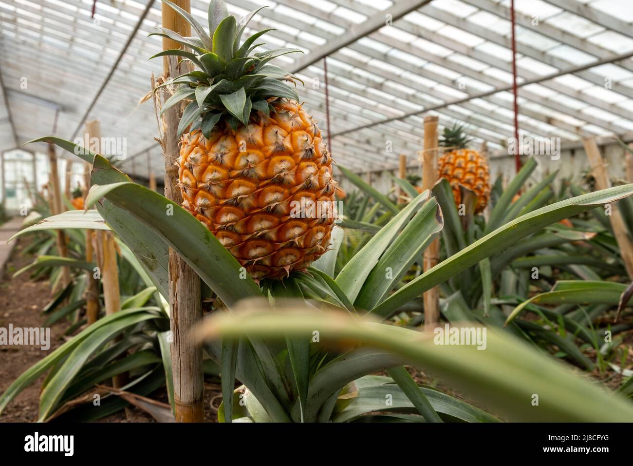 Pineapple fruit in a traditional Azorean greenhouse plantation at São ...