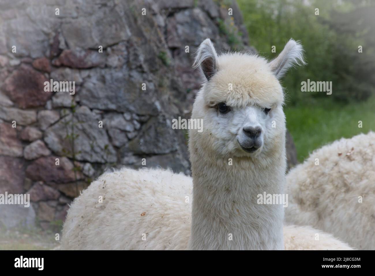 Beautiful alpaca farm hi-res stock photography and images - Alamy