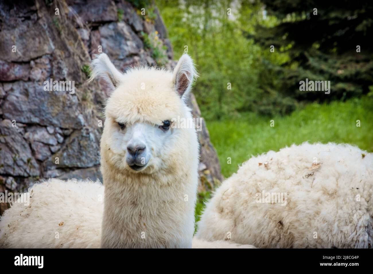 Alpaca in a animal farm Stock Photo - Alamy