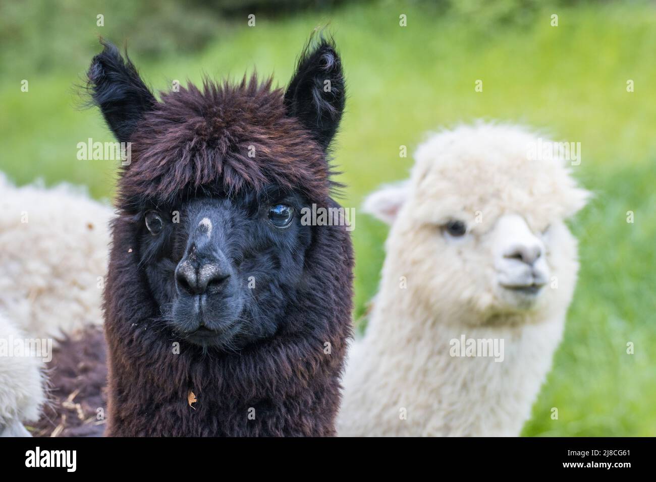Alpaca in a animal farm Stock Photo - Alamy