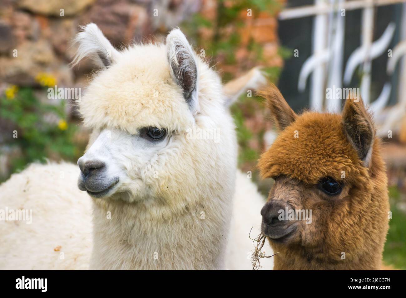 Alpaca in a animal farm Stock Photo - Alamy