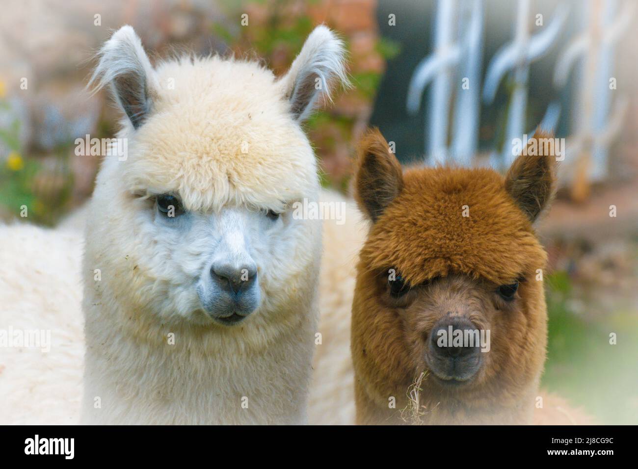 Alpaca in a animal farm Stock Photo - Alamy