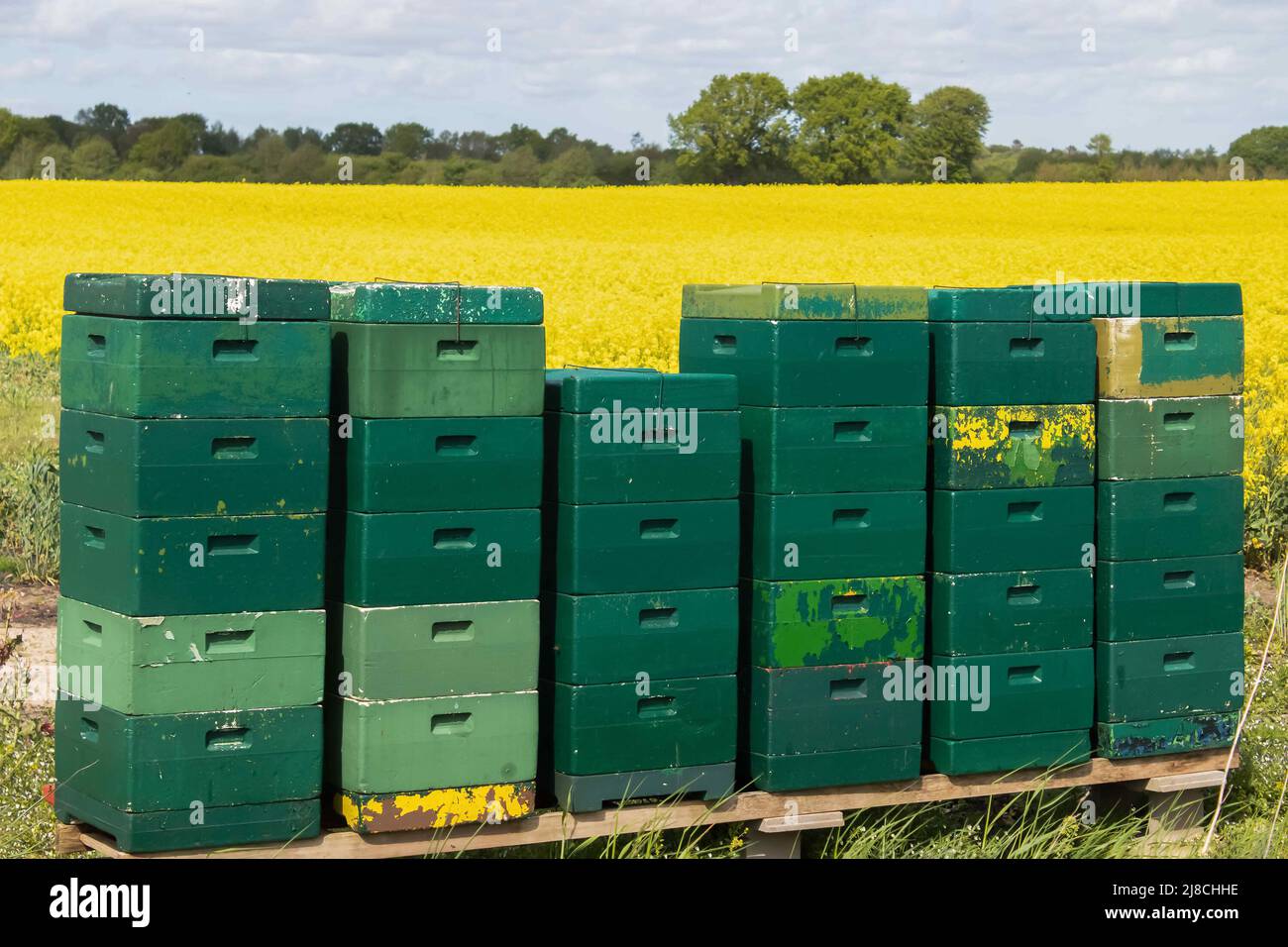 Lots of green bee boxes at a rapeseed field in northern Germany Stock ...