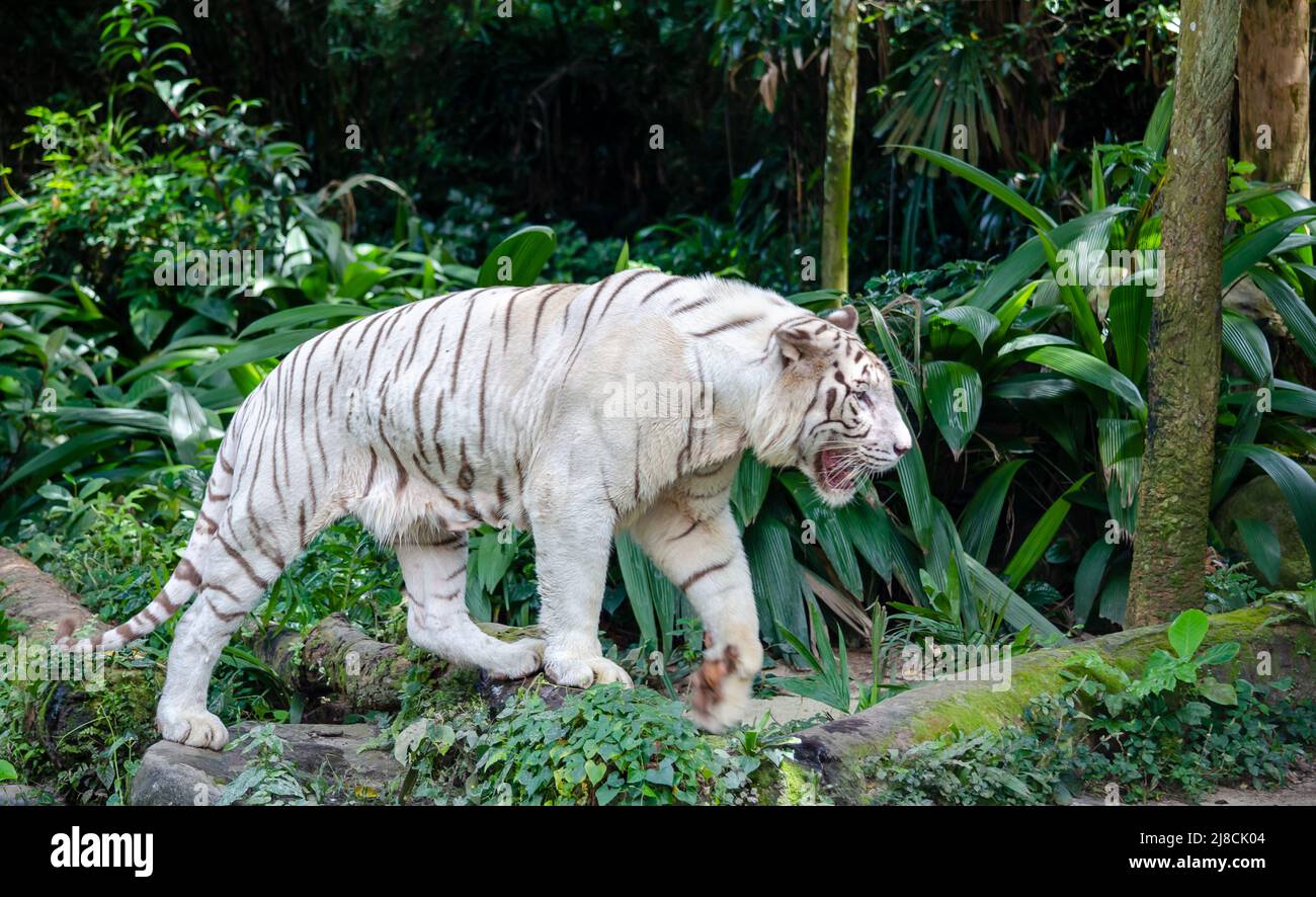 White Bengal Tiger Habitat