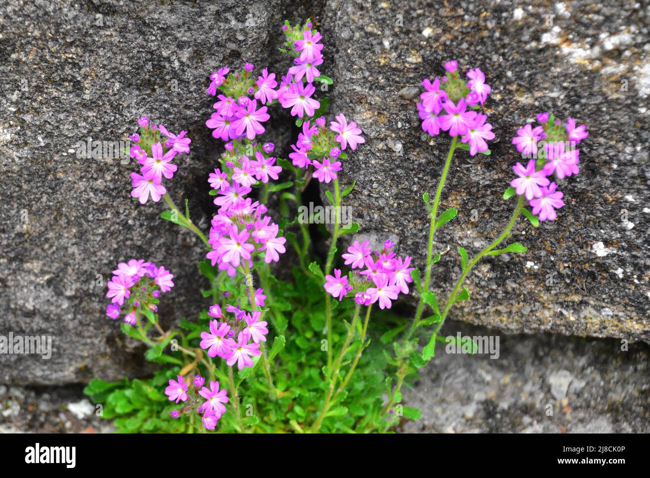 Liver balsam hi-res stock photography and images - Alamy