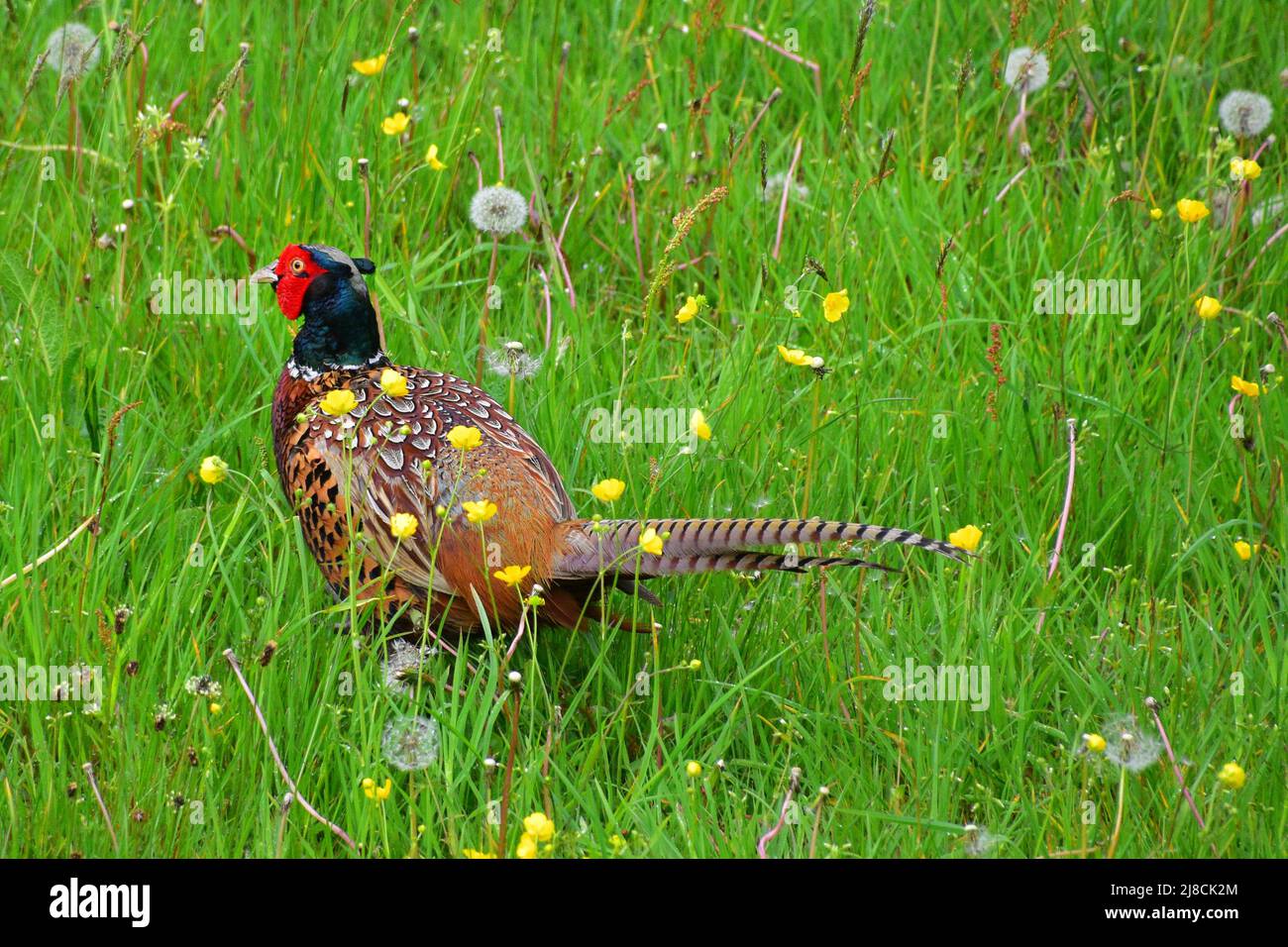 Pheasant bridge hi-res stock photography and images - Alamy
