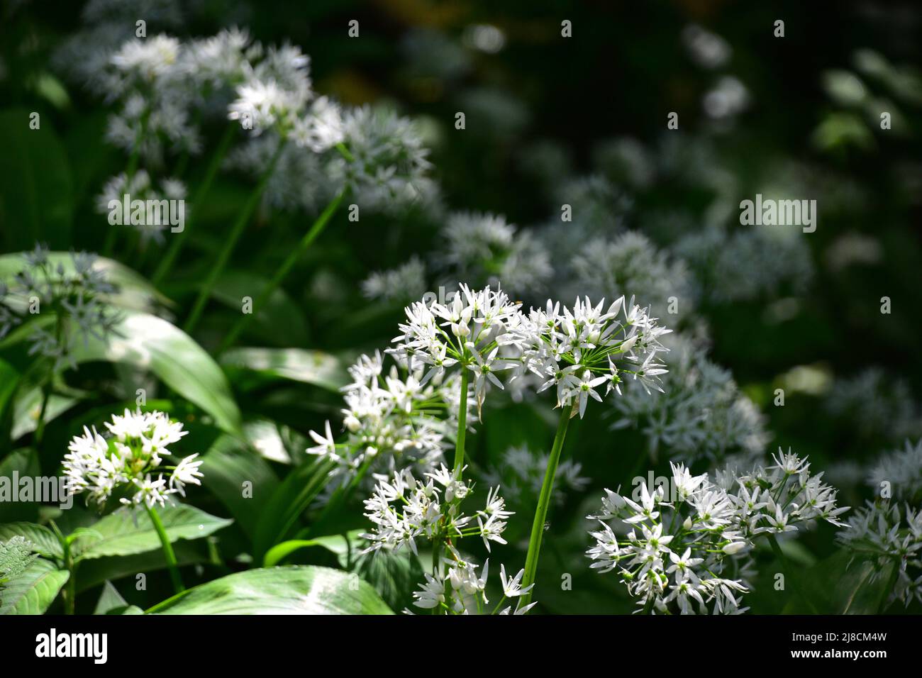 Wild Garlic in bloom Stock Photo - Alamy