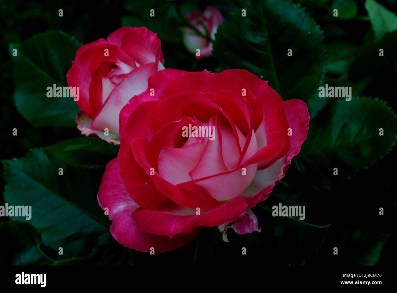 roseto della Villa reale di Monza rose garden rosa gialla rossa rosa ...