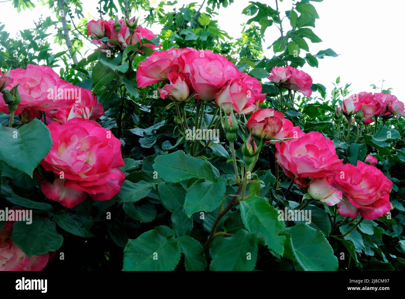 roseto della Villa reale di Monza rose garden rosa gialla rossa rosa ...