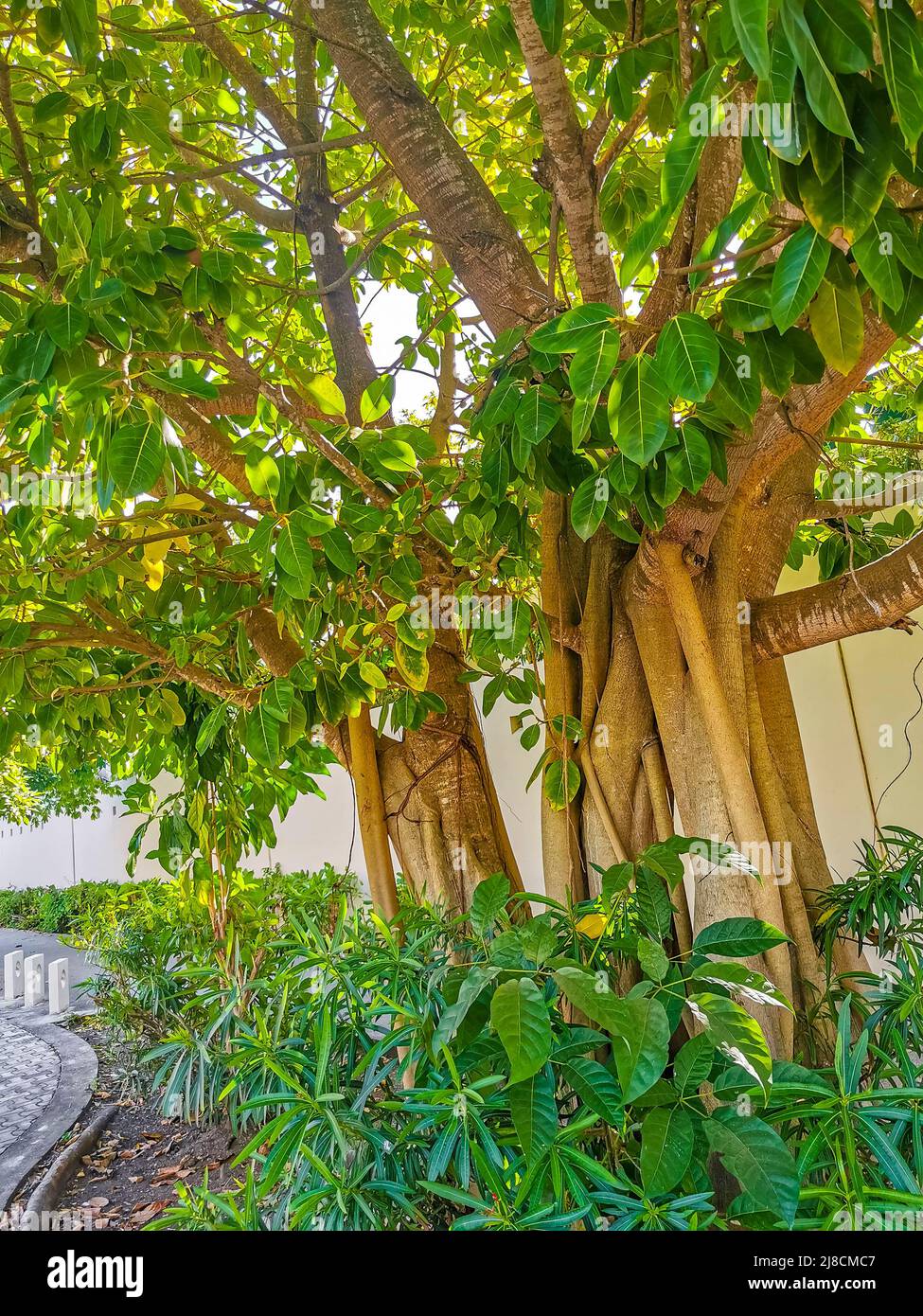 Big huge tropical tree in natural pedestrian walkways of Playa del ...