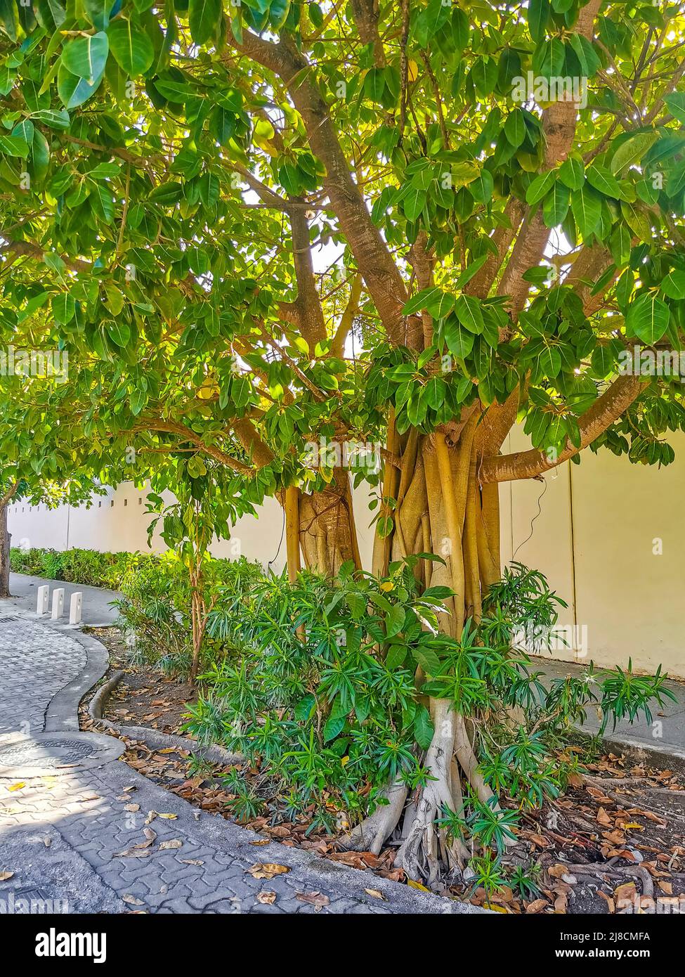Big huge tropical tree in natural pedestrian walkways of Playa del ...