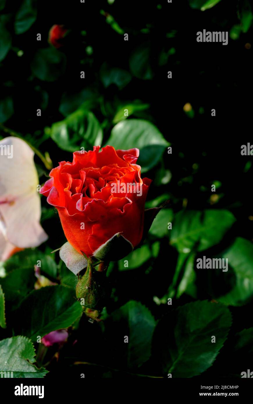 roseto della Villa reale di Monza rose garden rosa gialla rossa rosa ...