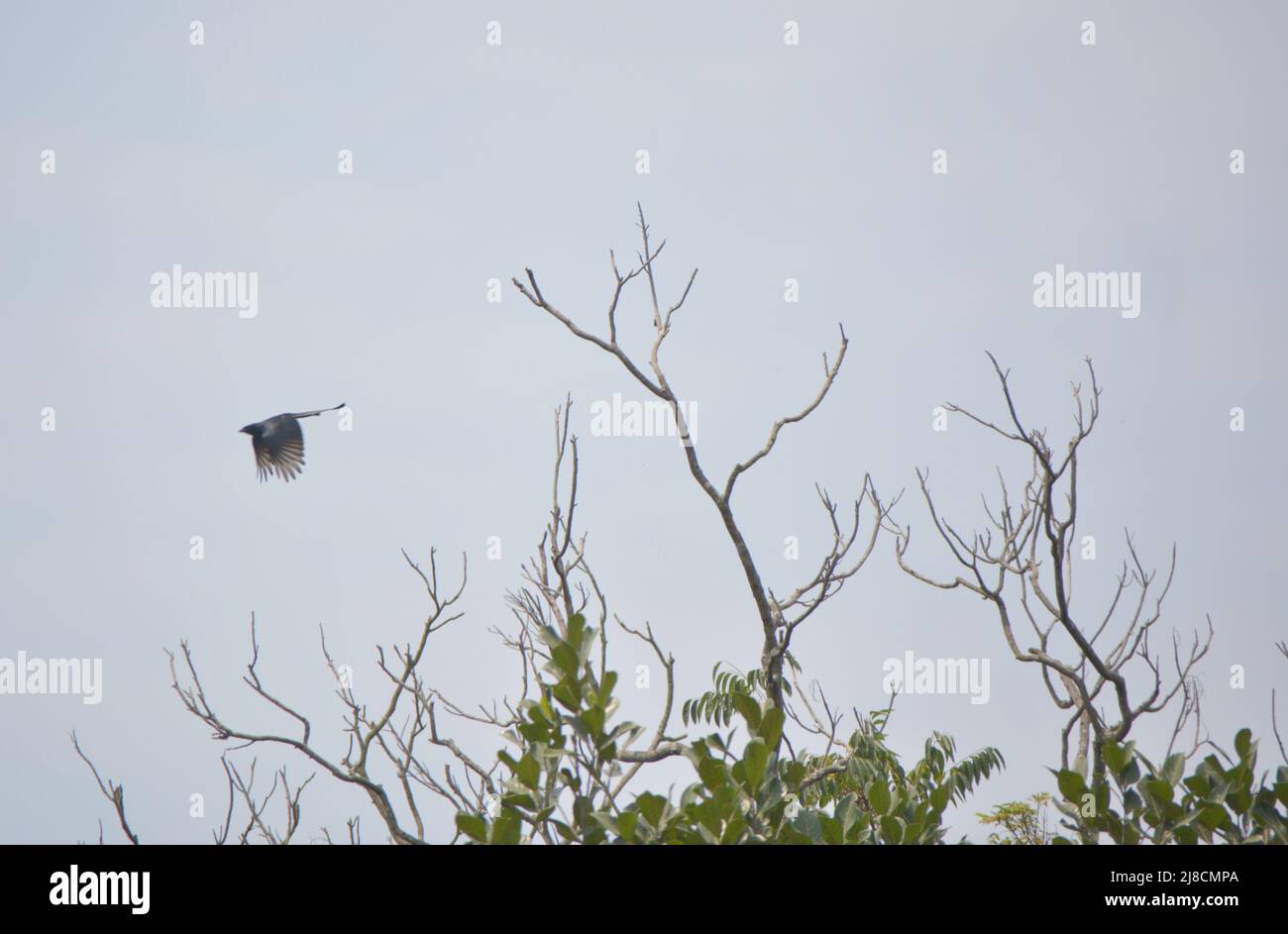 Natural scenery of bird Stock Photo - Alamy