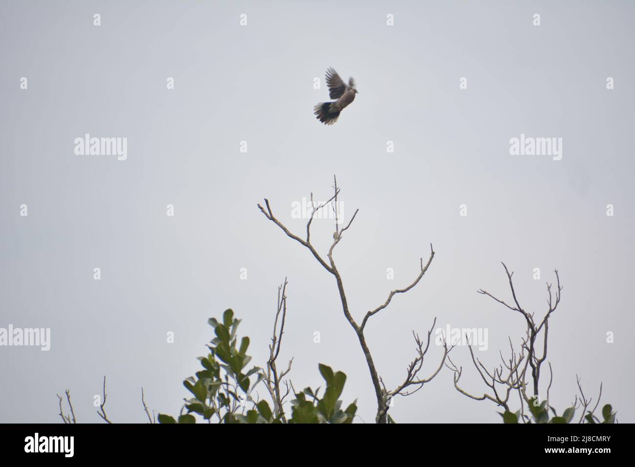 Natural scenery of bird Stock Photo - Alamy