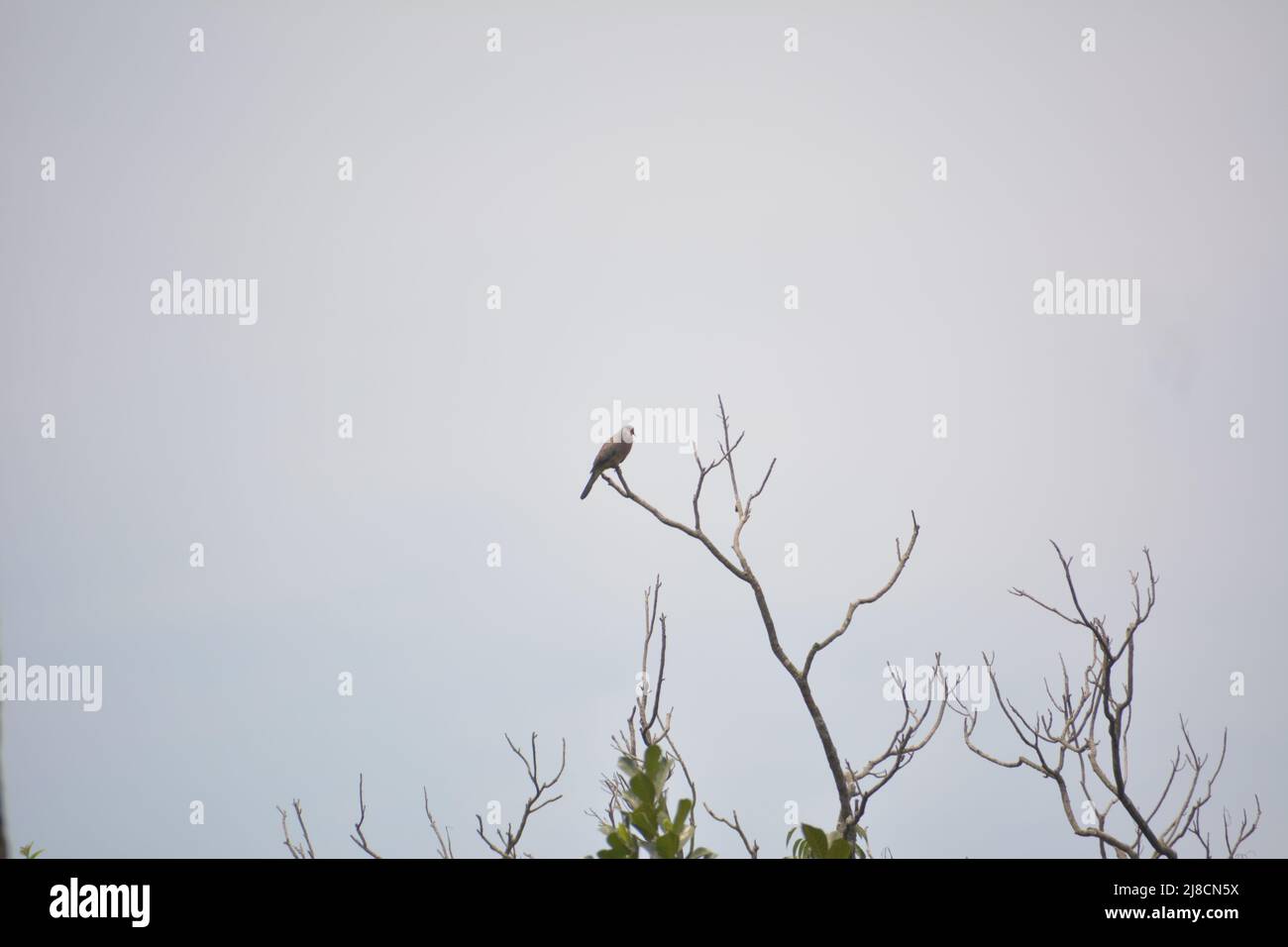 Natural scenery of bird Stock Photo - Alamy
