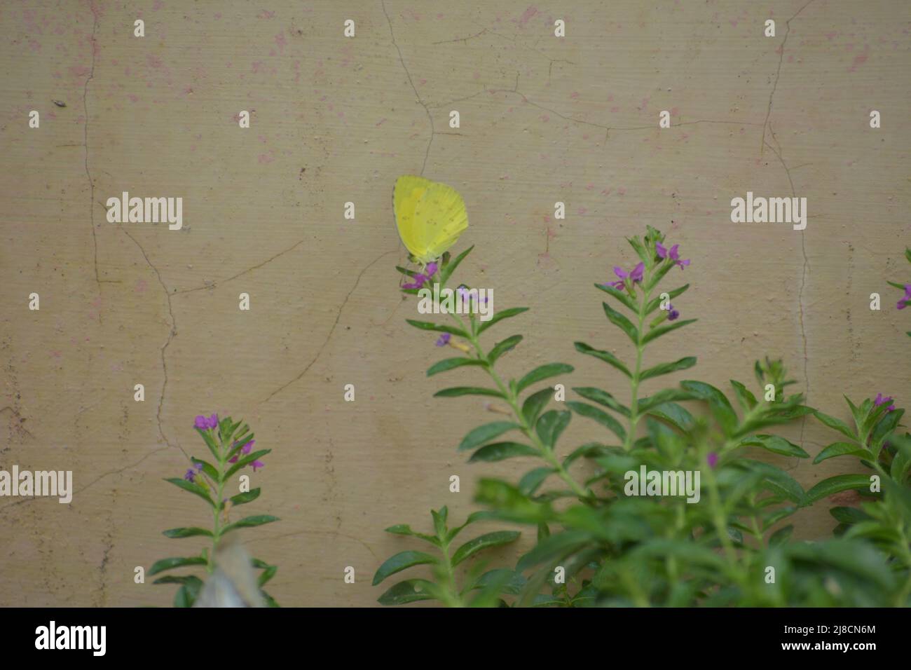 Common yellow butterfly Stock Photo - Alamy