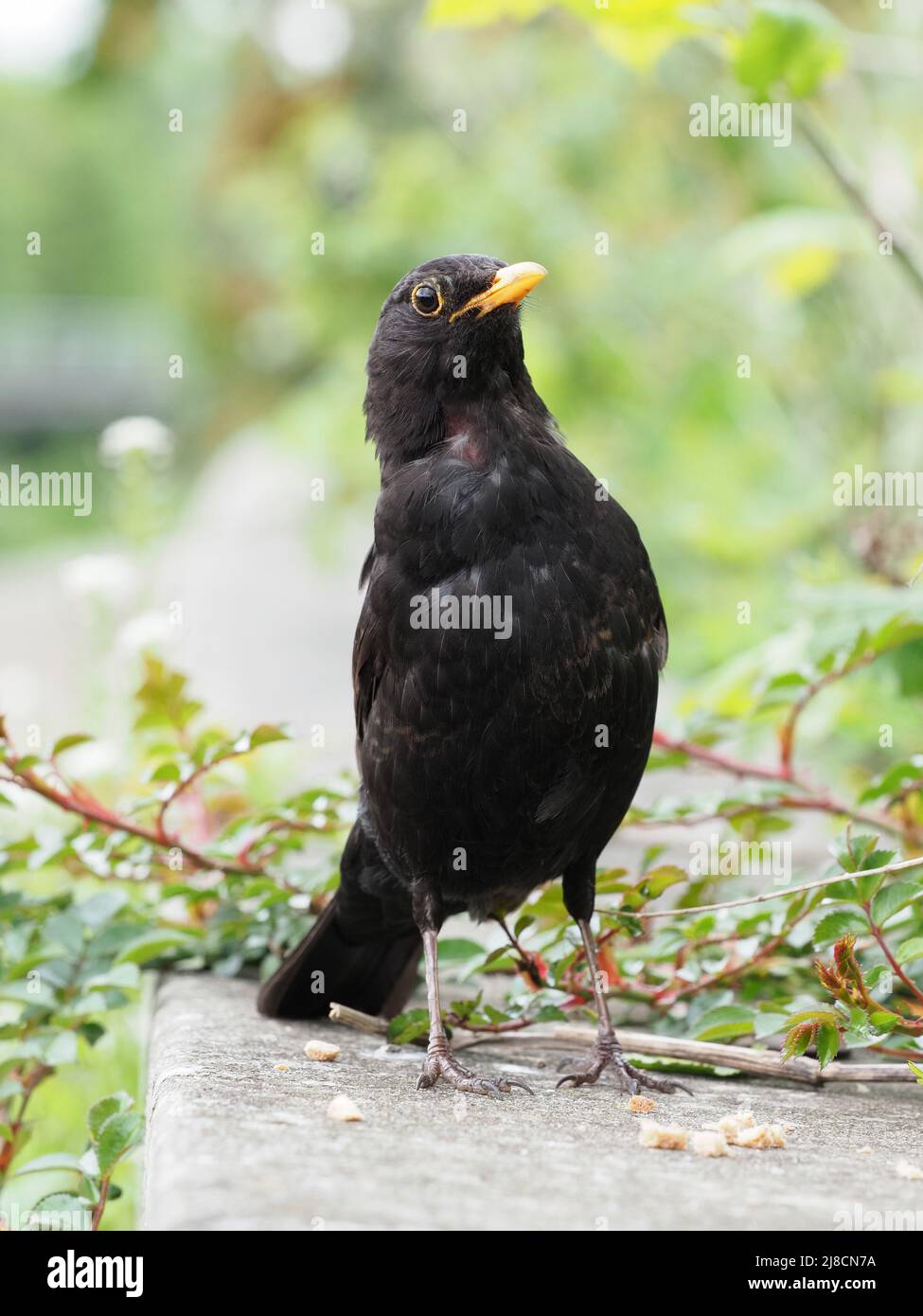Surprised bird hi-res stock photography and images - Alamy
