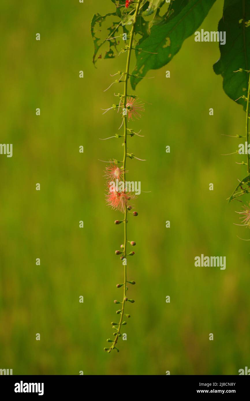 Hijal hi-res stock photography and images - Alamy