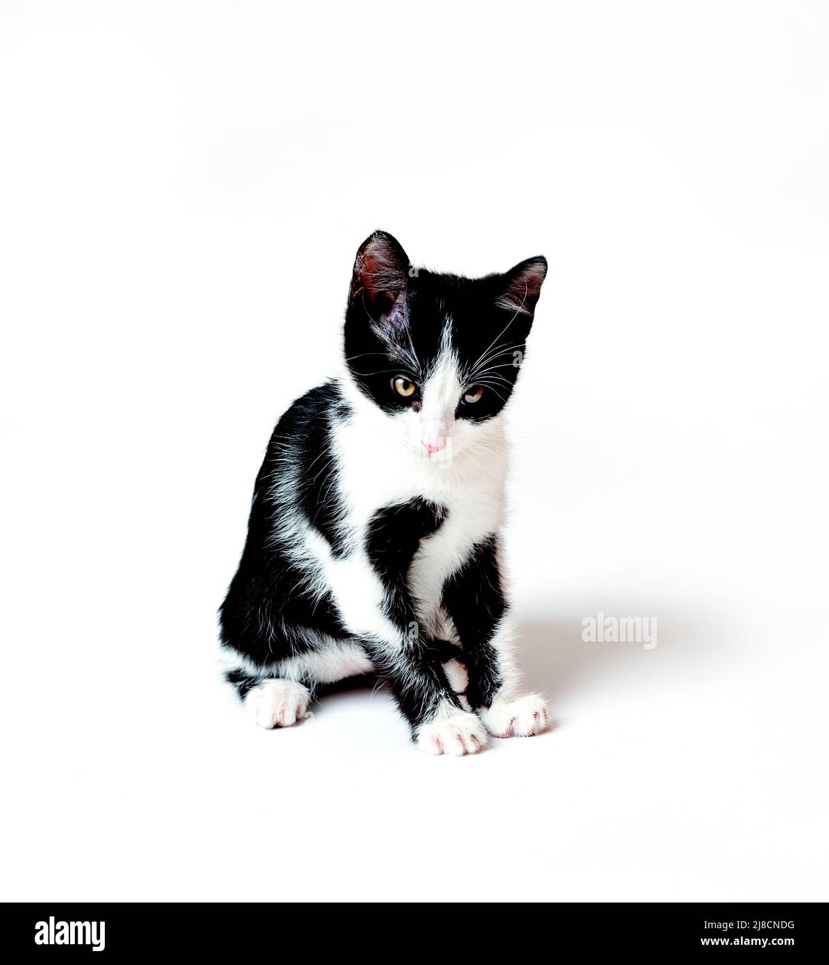 The kitten looks down attentively, with a reproachful look. White ...