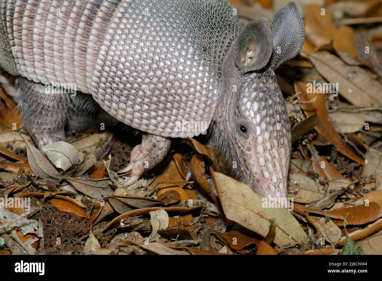Night leaves hi-res stock photography and images - Alamy