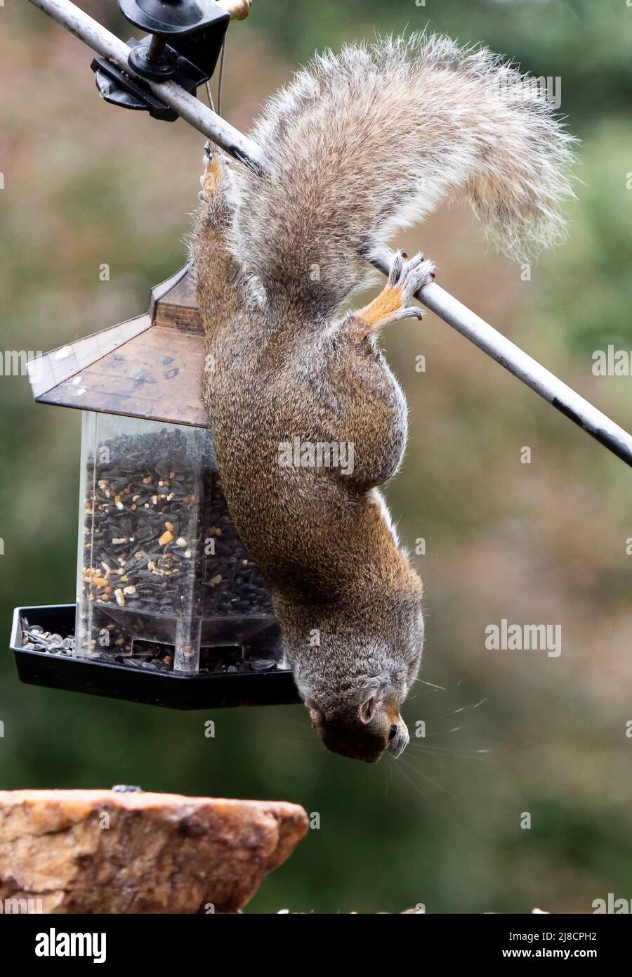 A Squirrel hanging down from the bird feeder Stock Photo - Alamy