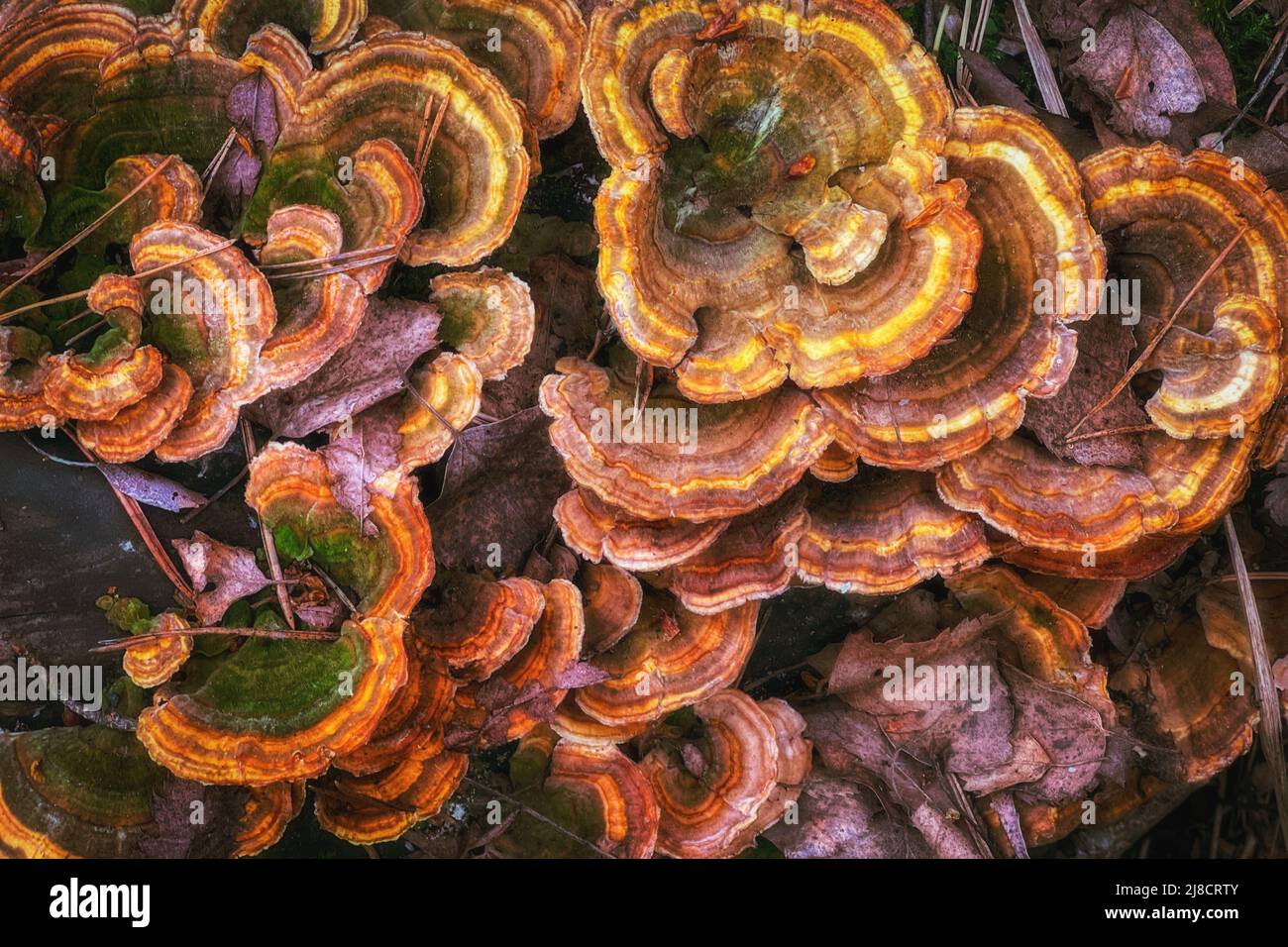 Polypous versicolor hi-res stock photography and images - Alamy