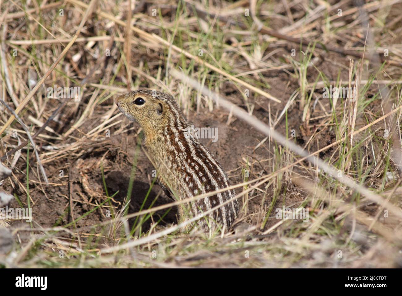 A 13 lined ground squirrel/gopher standing near their hole Stock Photo ...