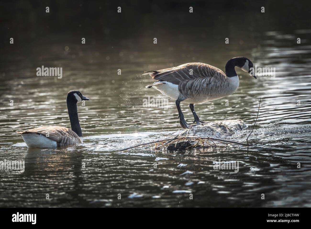 Canada geese searching to build a nest after mating Stock Photo - Alamy