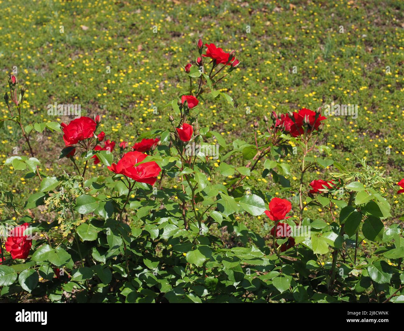 rose perennial shrub red flower scientific name Rosa Stock Photo - Alamy